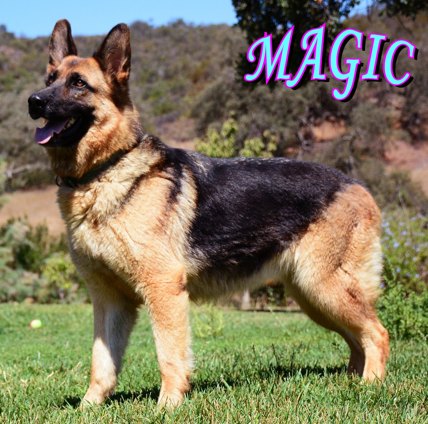 Quality Breeders of Large German Shepherds
